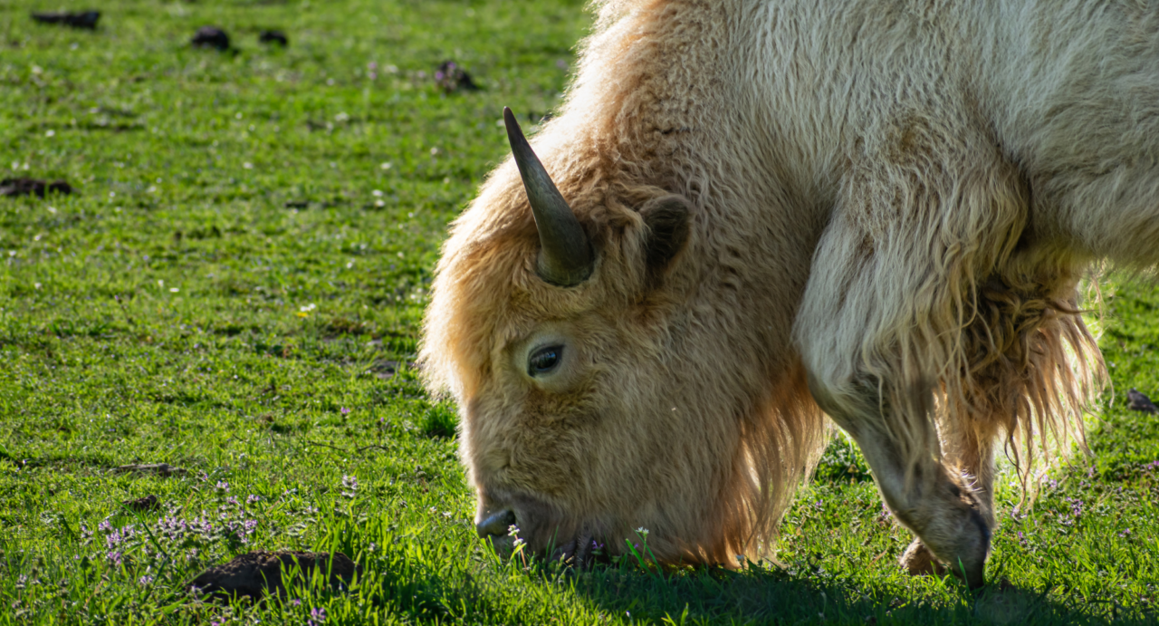 Embodying The Sacred White Buffalo | The Linn Academy